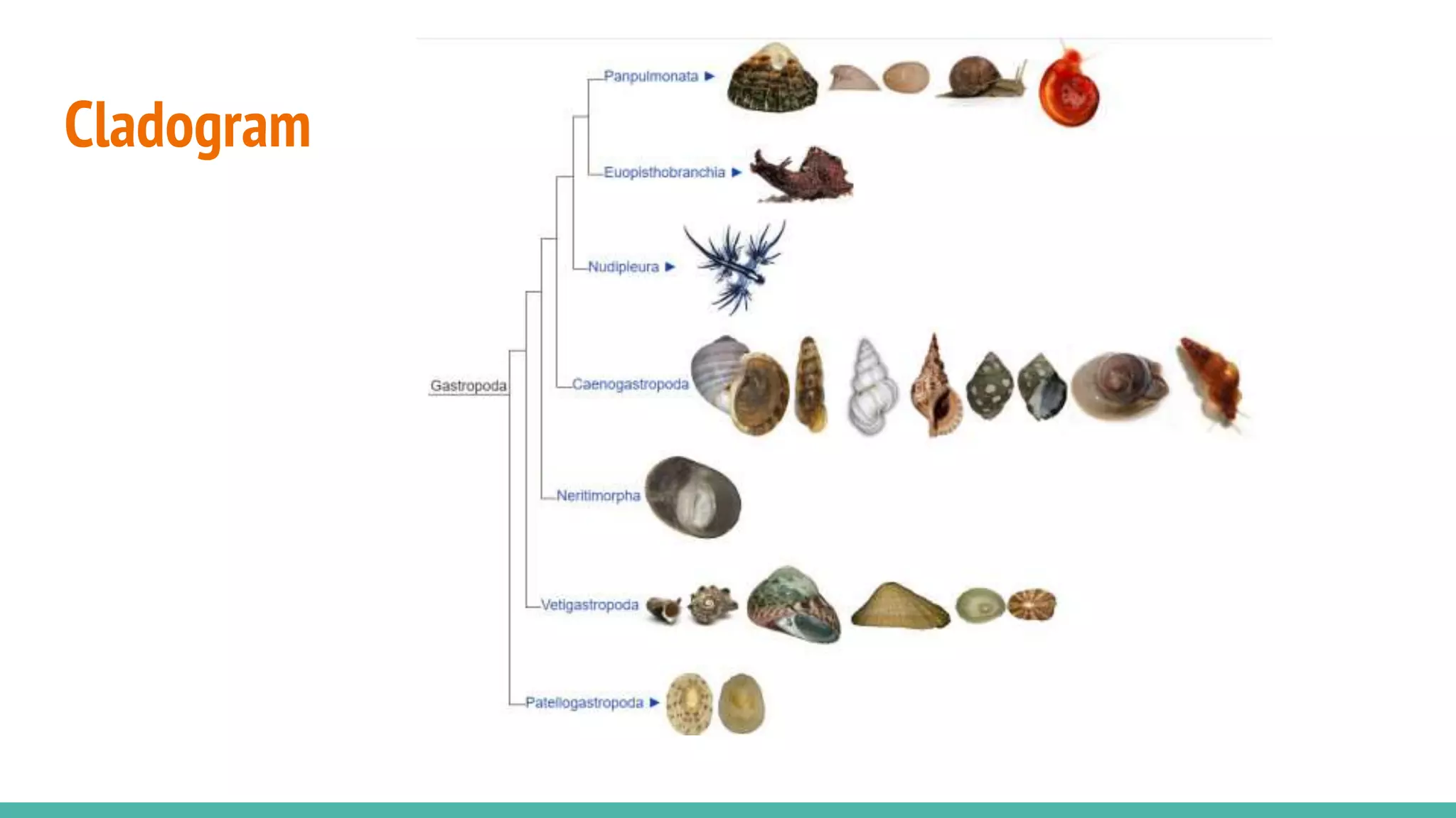 Biology of Gastropods -.pptx