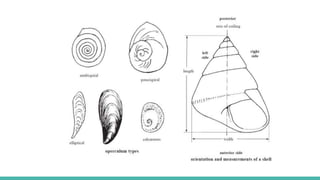 Biology of Gastropods -.pptx