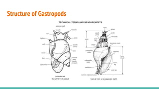 Biology of Gastropods -.pptx