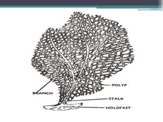 Coelenterata Gorgonia Diagram