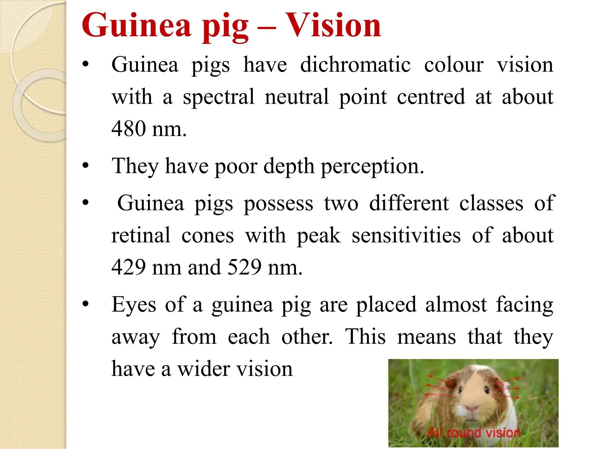 Biology of laboratory animals (guinea pig and rabbit).pptx