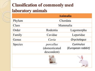 Biology of laboratory animals (guinea pig and rabbit).pptx