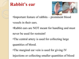 Biology of laboratory animals (guinea pig and rabbit).pptx