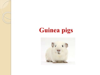 Biology of laboratory animals (guinea pig and rabbit).pptx
