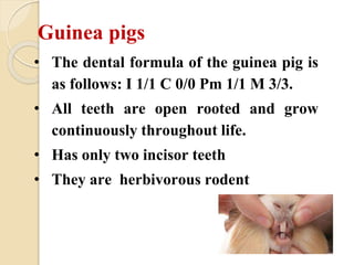 Biology of laboratory animals (guinea pig and rabbit).pptx