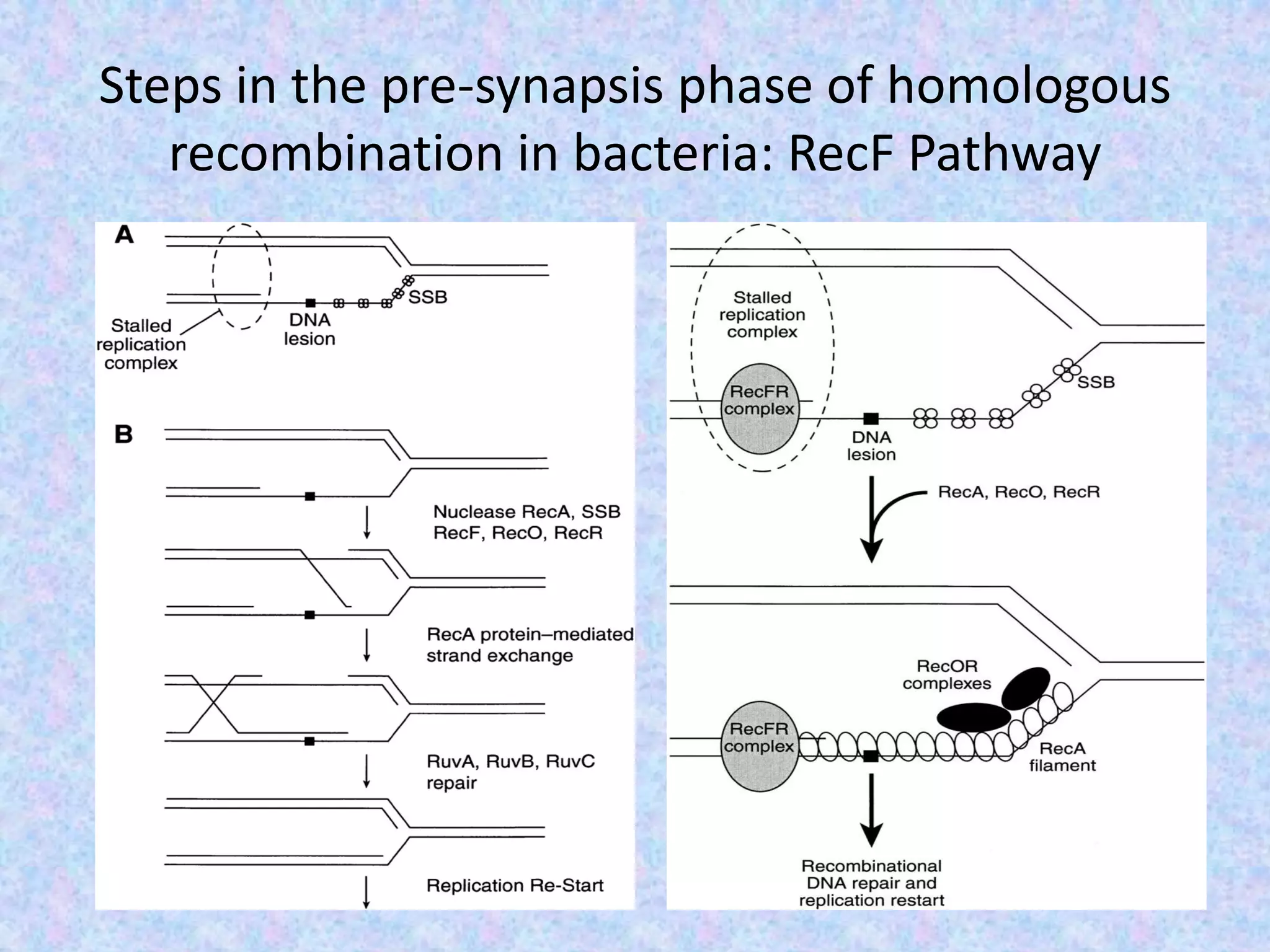 Biology of homologous recombination in bacteria | PDF Biology of homologous recombination in bacteria | PDF