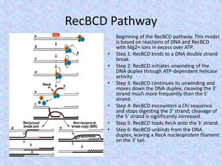 Biology of homologous recombination in bacteria | PDF