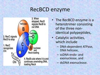 Biology of homologous recombination in bacteria | PDF