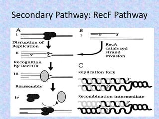 Biology of homologous recombination in bacteria | PDF