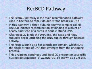 Biology of homologous recombination in bacteria | PDF