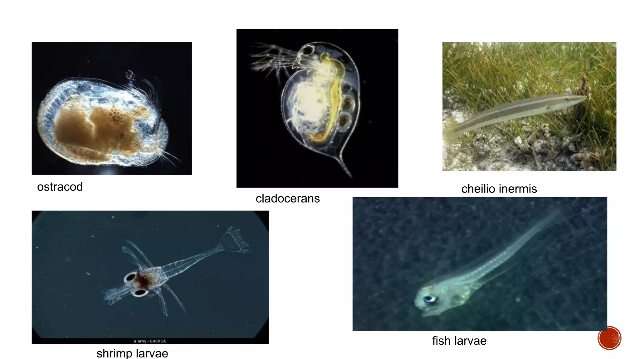 Biology of Indian Mackeral.pptx