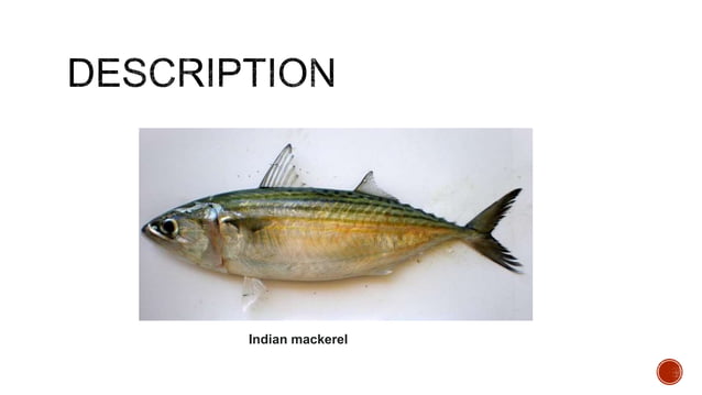 Biology of Indian Mackeral.pptx | Fishing Sports | Sports
