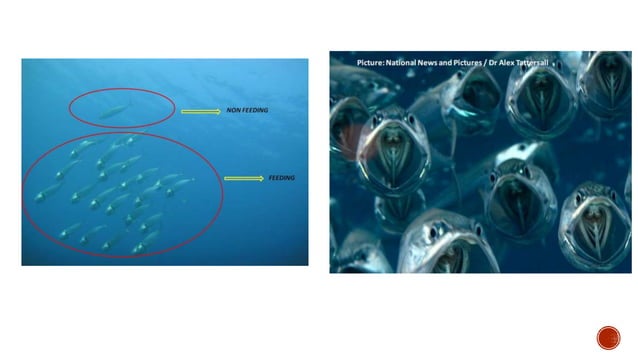 Biology of Indian Mackeral.pptx | Fishing Sports | Sports