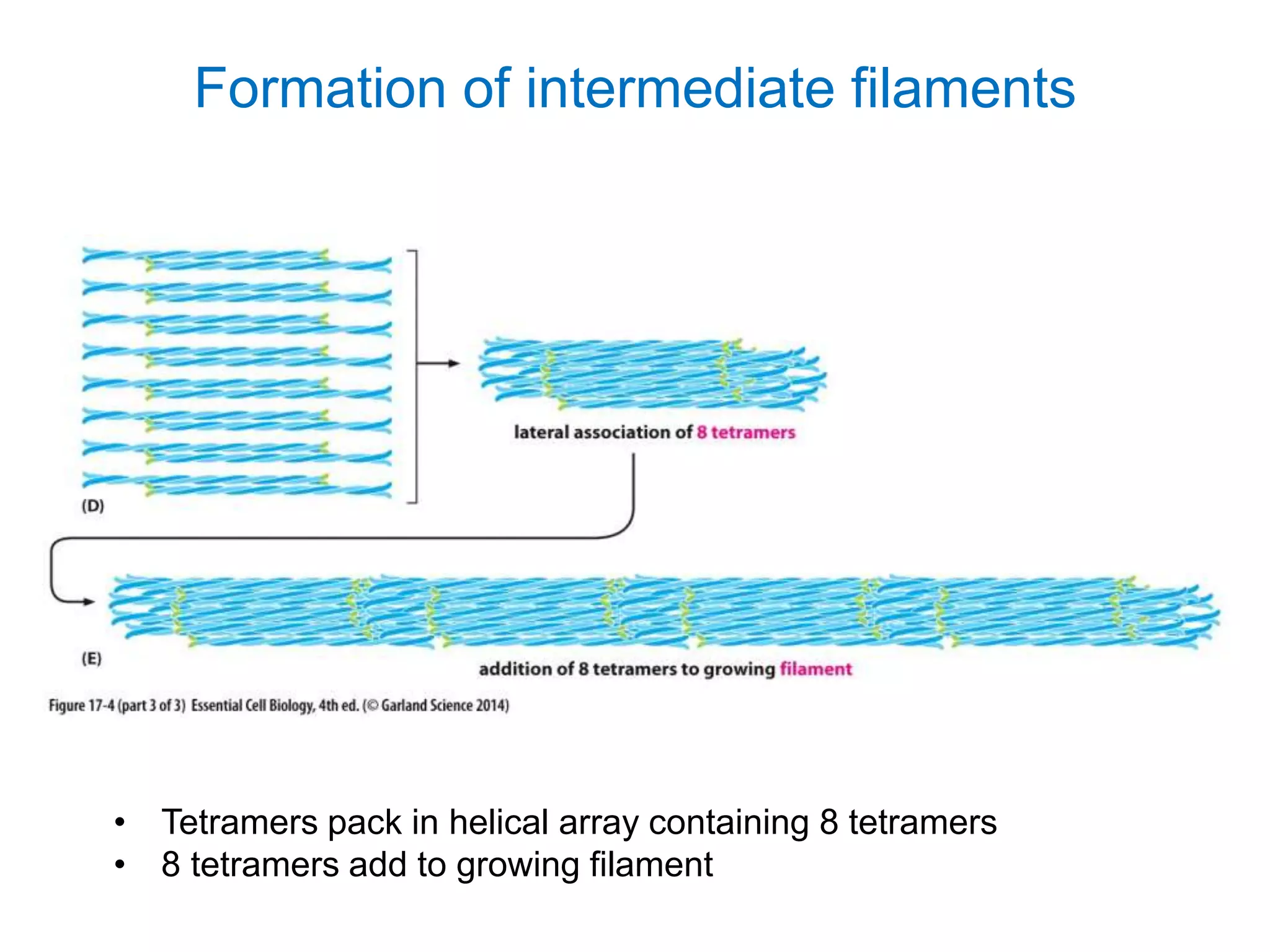 Biology of keratinocytes | PPTX