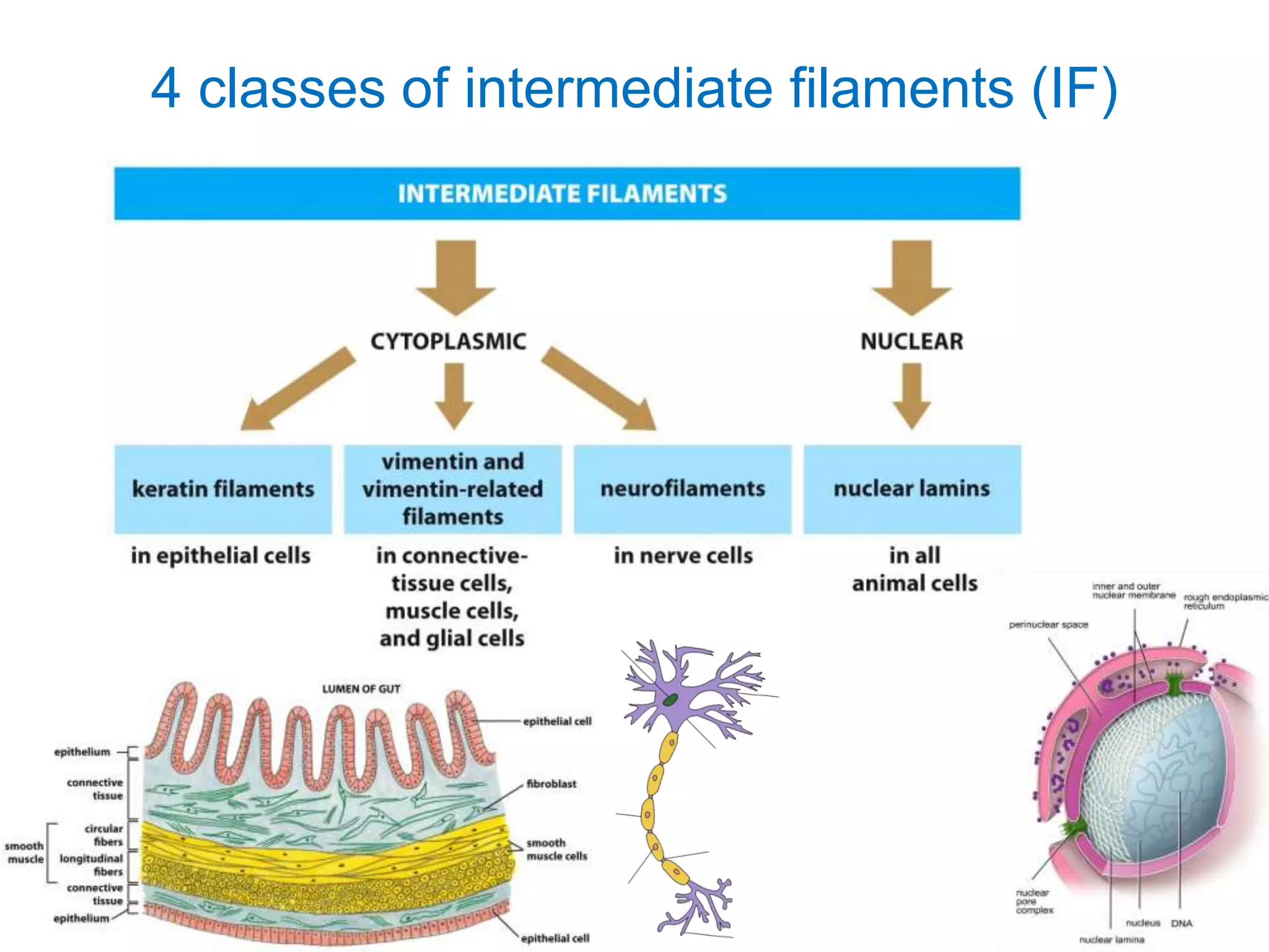 Biology of keratinocytes | PPTX