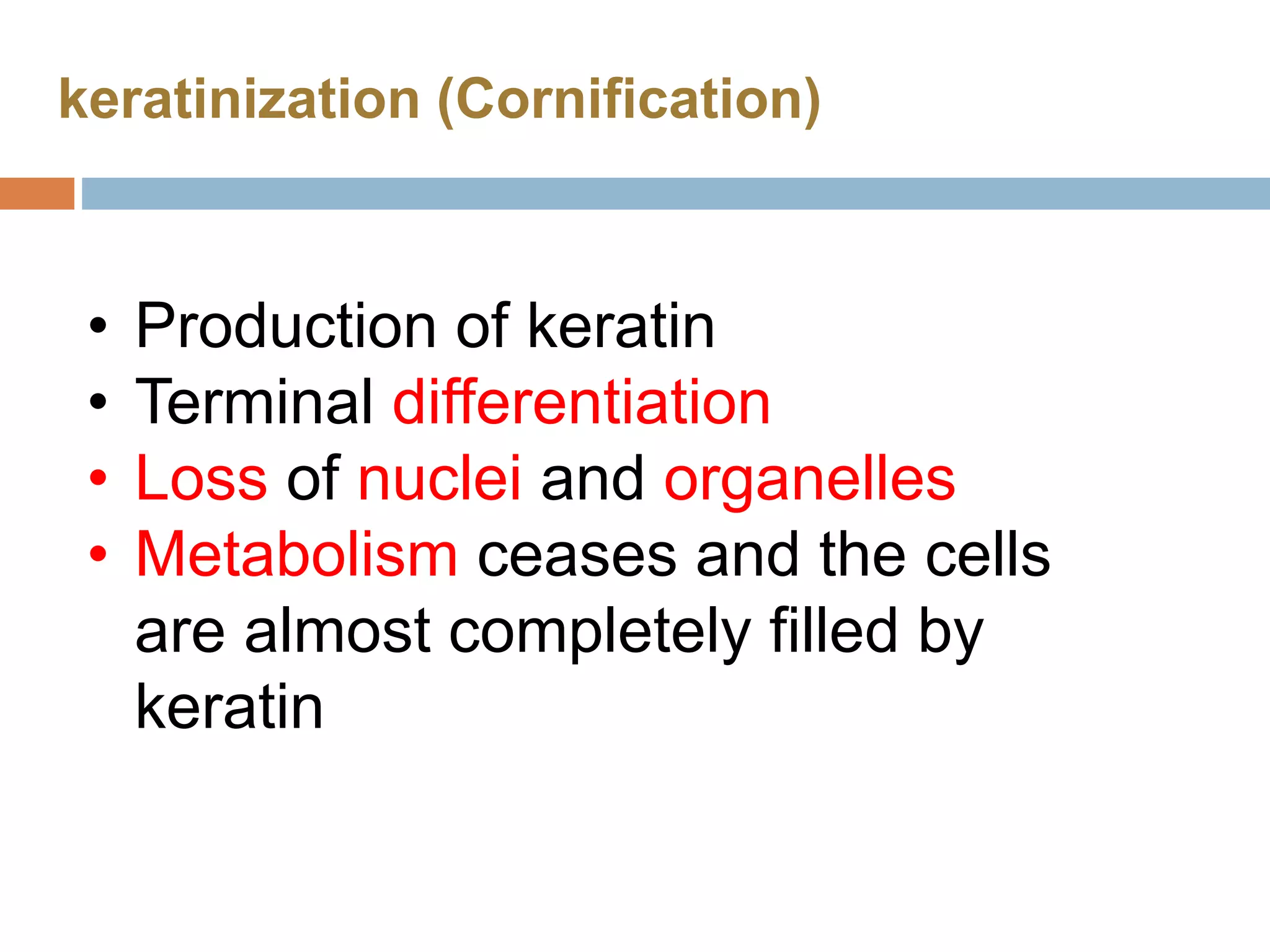Biology of keratinocytes | PPTX