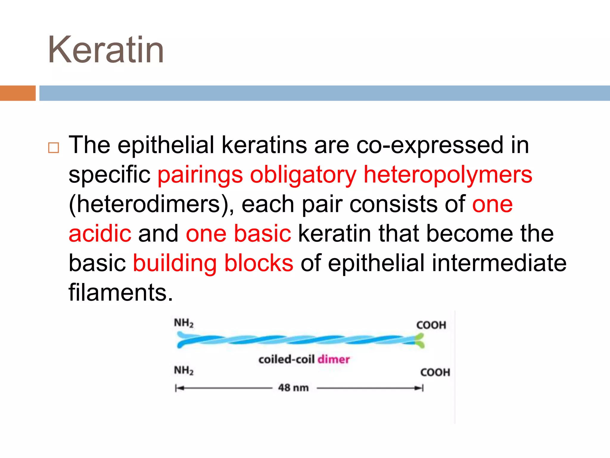 Biology of keratinocytes | PPTX