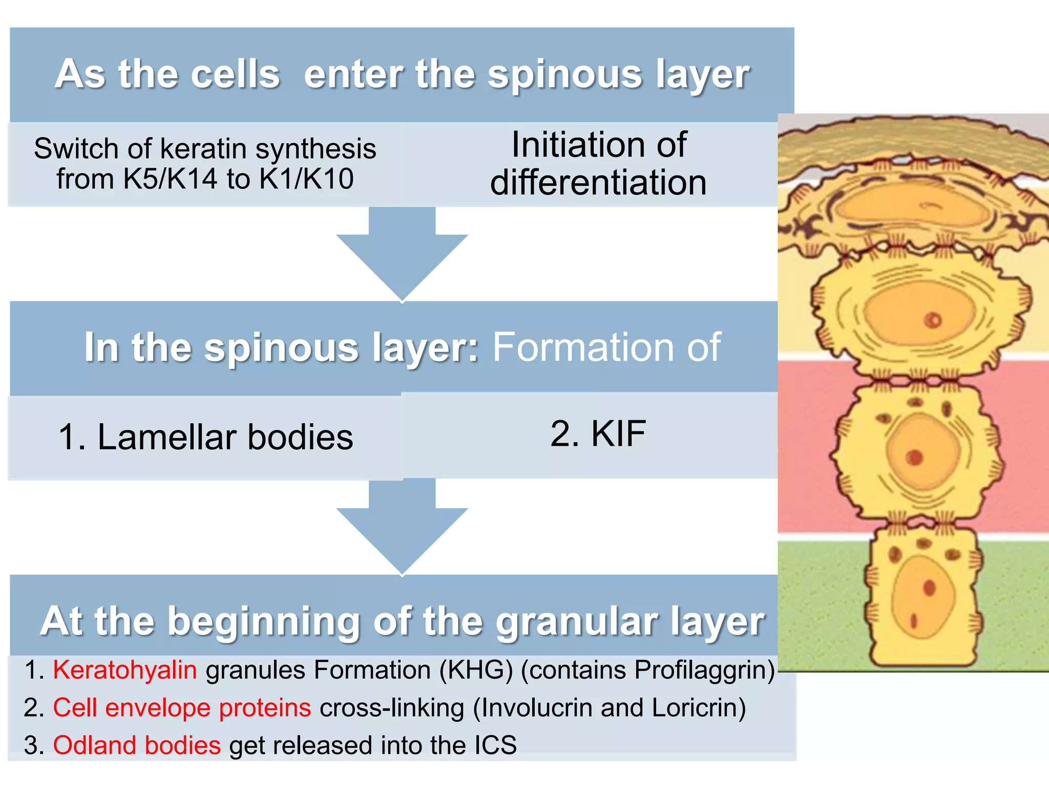 Biology of keratinocytes | PPTX