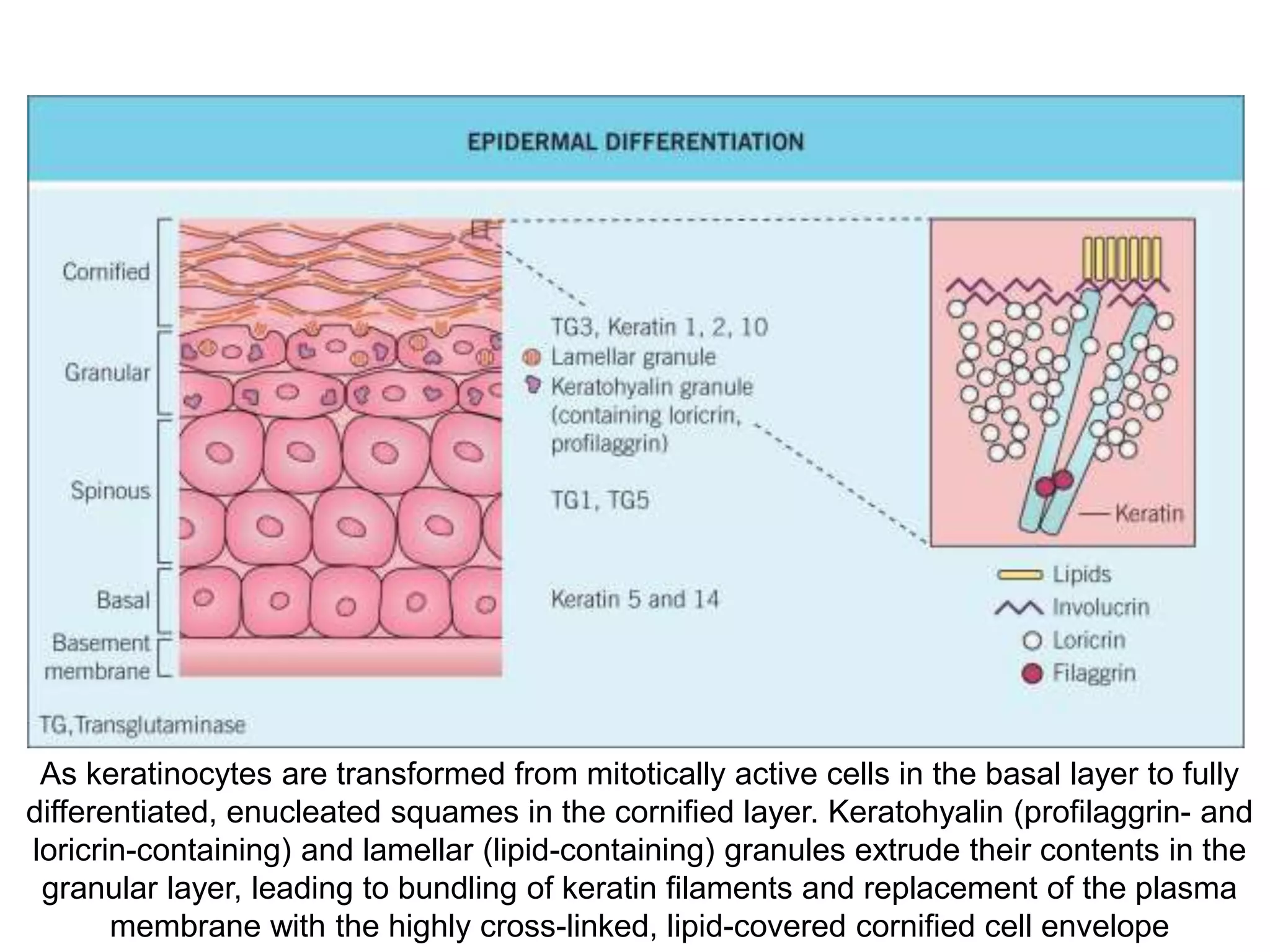 Biology of keratinocytes | PPTX