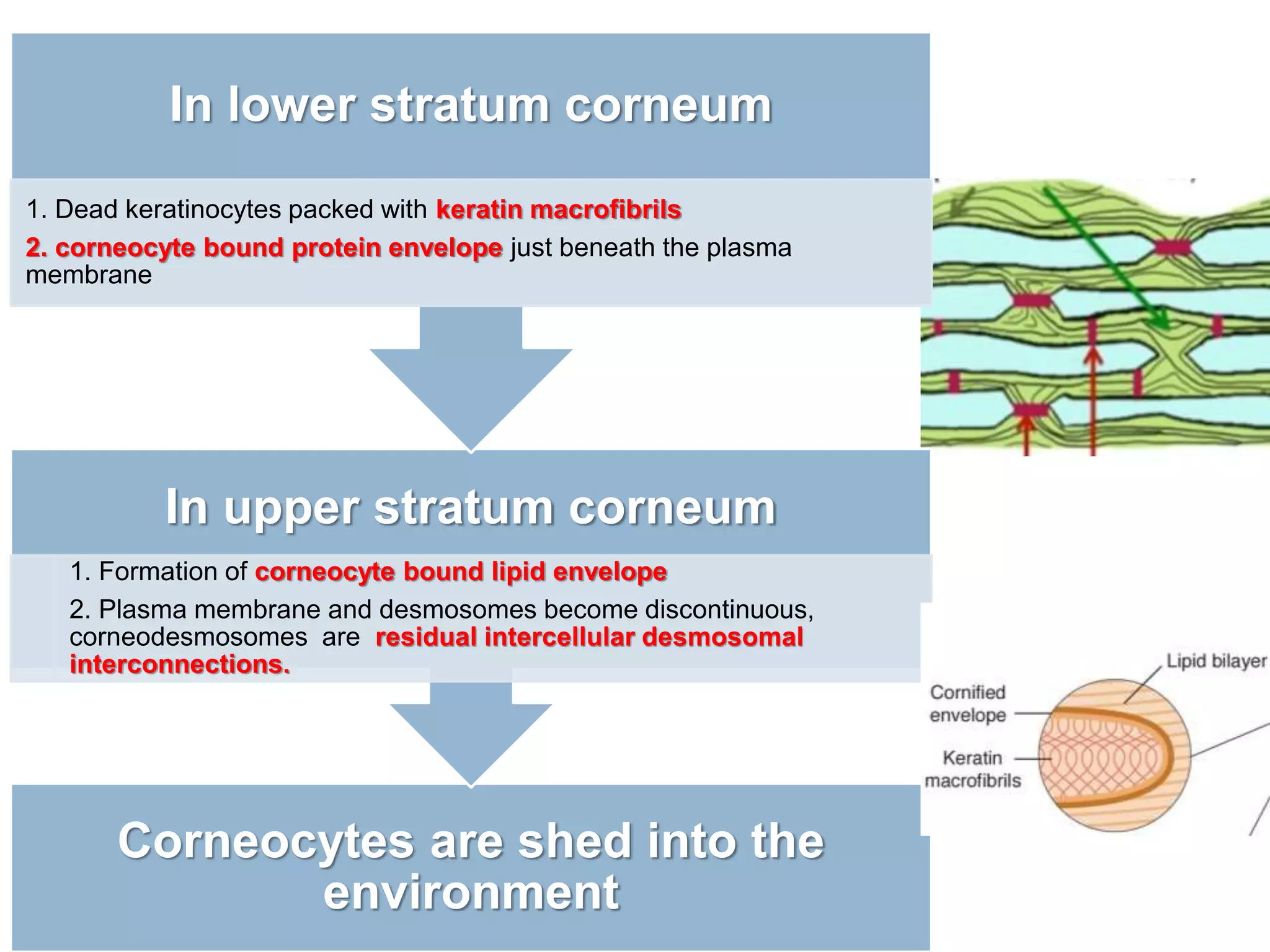 Biology of keratinocytes | PPTX