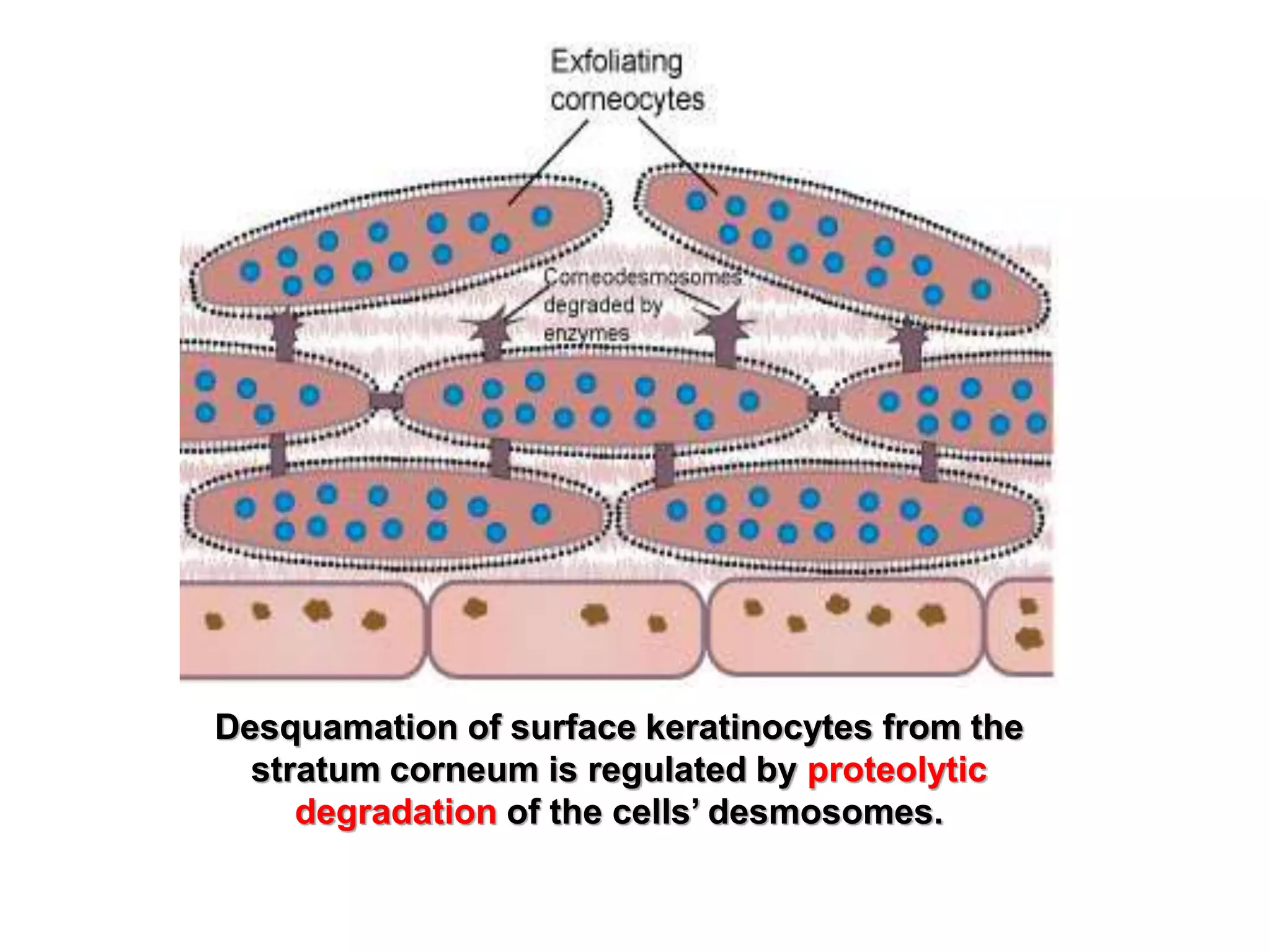 Biology of keratinocytes | PPTX