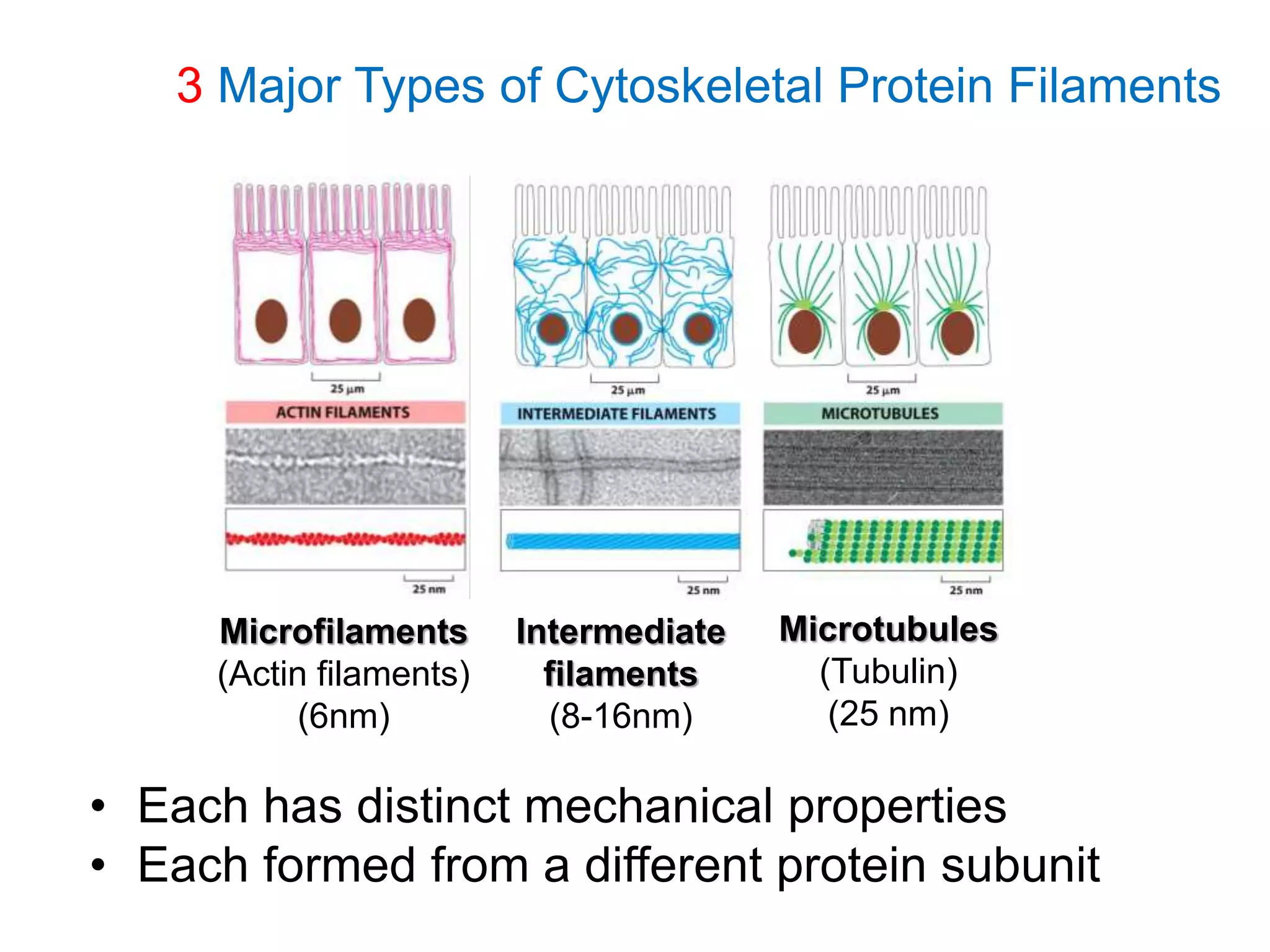 Biology of keratinocytes | PPTX