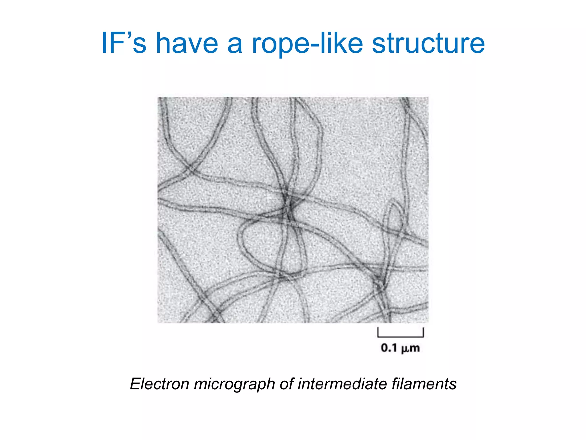 Biology of keratinocytes | PPTX