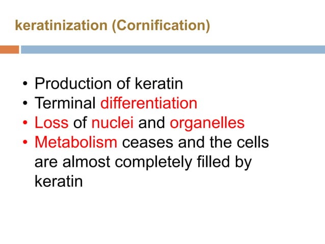 Biology of keratinocytes | PPTX | Skin and Dermatology | Diseases and ...