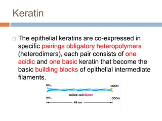 Biology of keratinocytes | PPTX