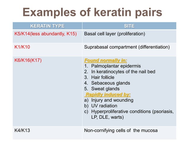 Biology of keratinocytes | PPTX | Skin and Dermatology | Diseases and ...