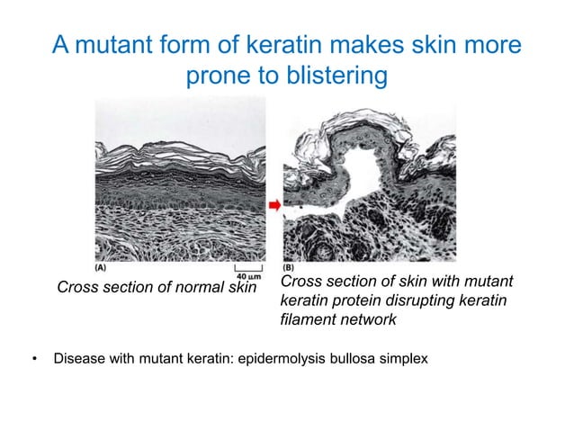 Biology of keratinocytes | PPTX | Skin and Dermatology | Diseases and ...