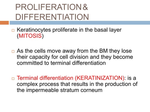 Biology of keratinocytes | PPTX | Skin and Dermatology | Diseases and ...