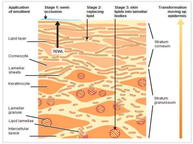 Biology of keratinocytes | PPTX | Skin and Dermatology | Diseases and ...