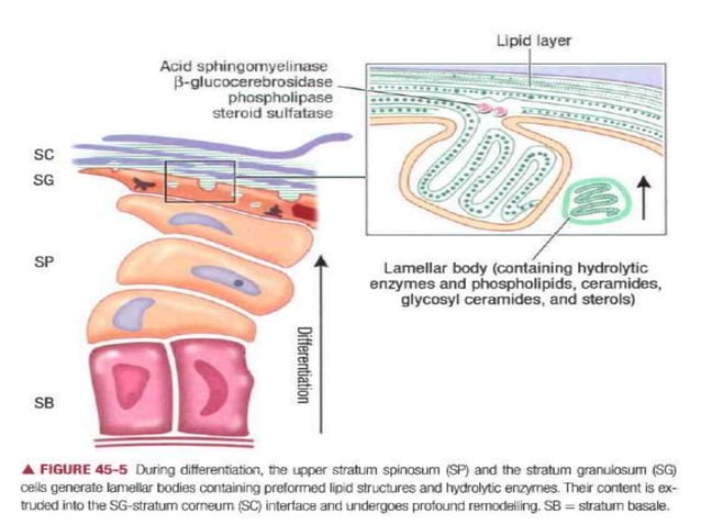 Biology of keratinocytes | PPTX | Skin and Dermatology | Diseases and ...