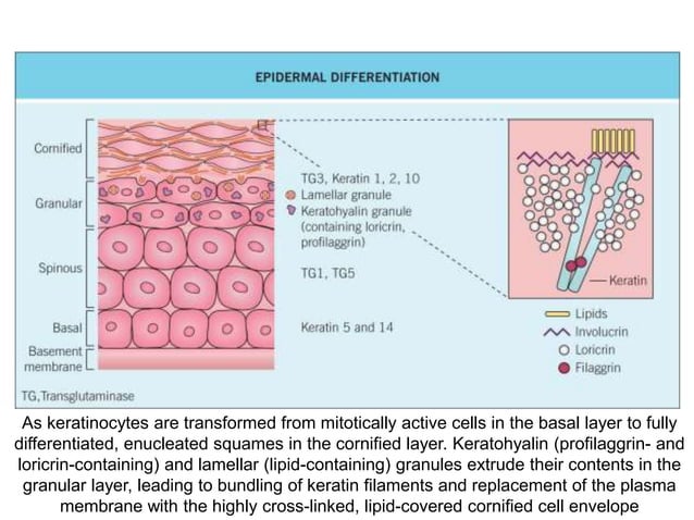 Biology of keratinocytes | PPT