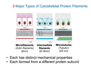 Biology of keratinocytes | PPTX