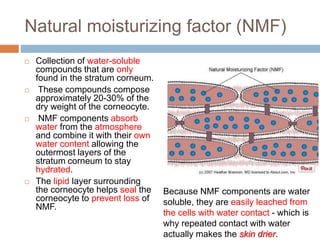 Biology of keratinocytes | PPTX
