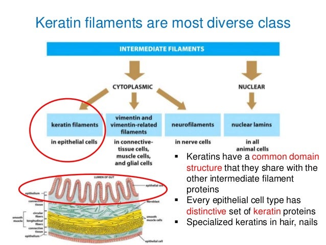 Biology of keratinocytes