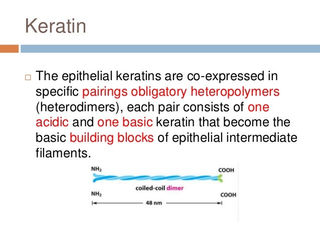 Biology of keratinocytes