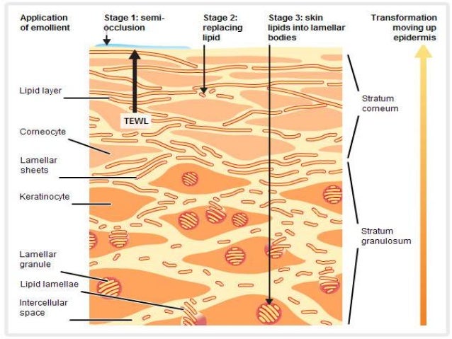 Biology of keratinocytes