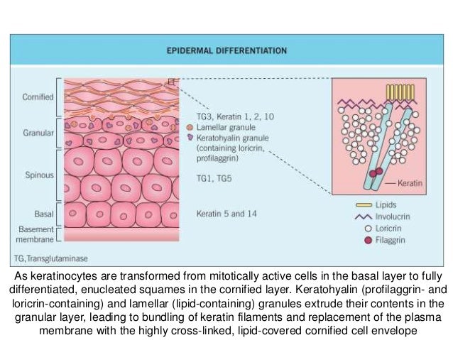 Biology of keratinocytes