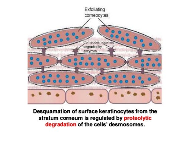 Biology of keratinocytes