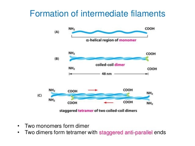 Biology of keratinocytes