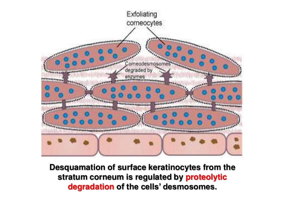 Biology of keratinocytes
