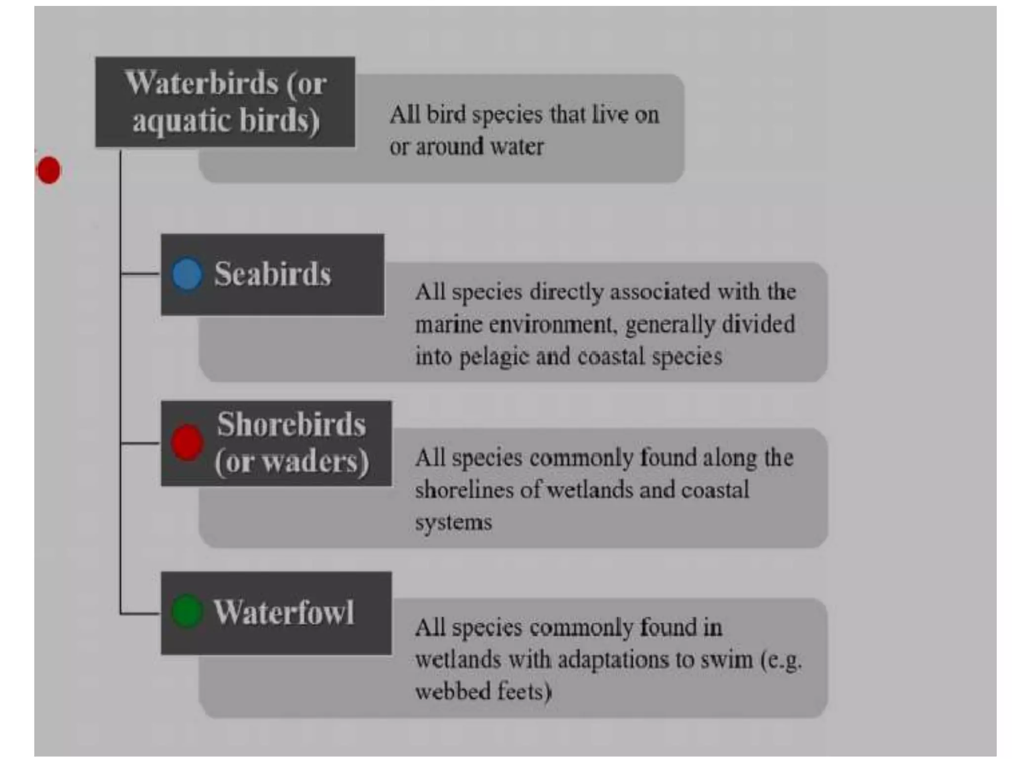 Biology of Marine Birds.pptx