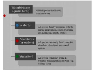 Biology of Marine Birds.pptx