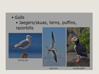 Biology of Marine Birds.pptx