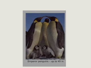 Biology of Marine Birds.pptx