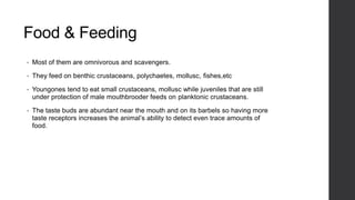 Biology of Marine Catfish.pptx