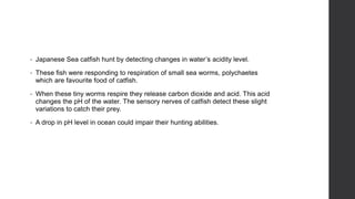 Biology of Marine Catfish.pptx